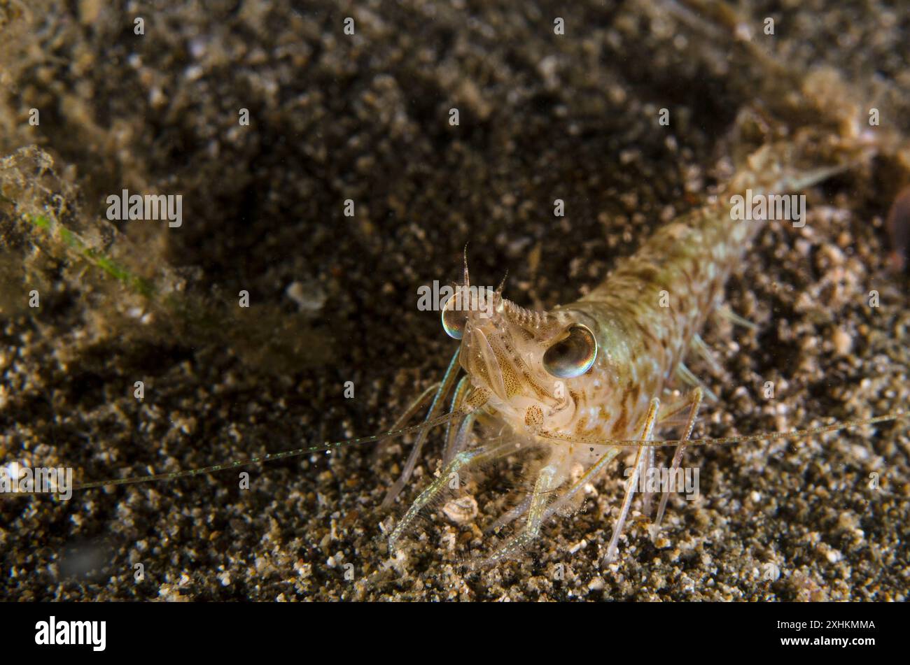 Nocturnal prawn, Metapenaeus sp., Penaeidae, anilao, Batangas ...