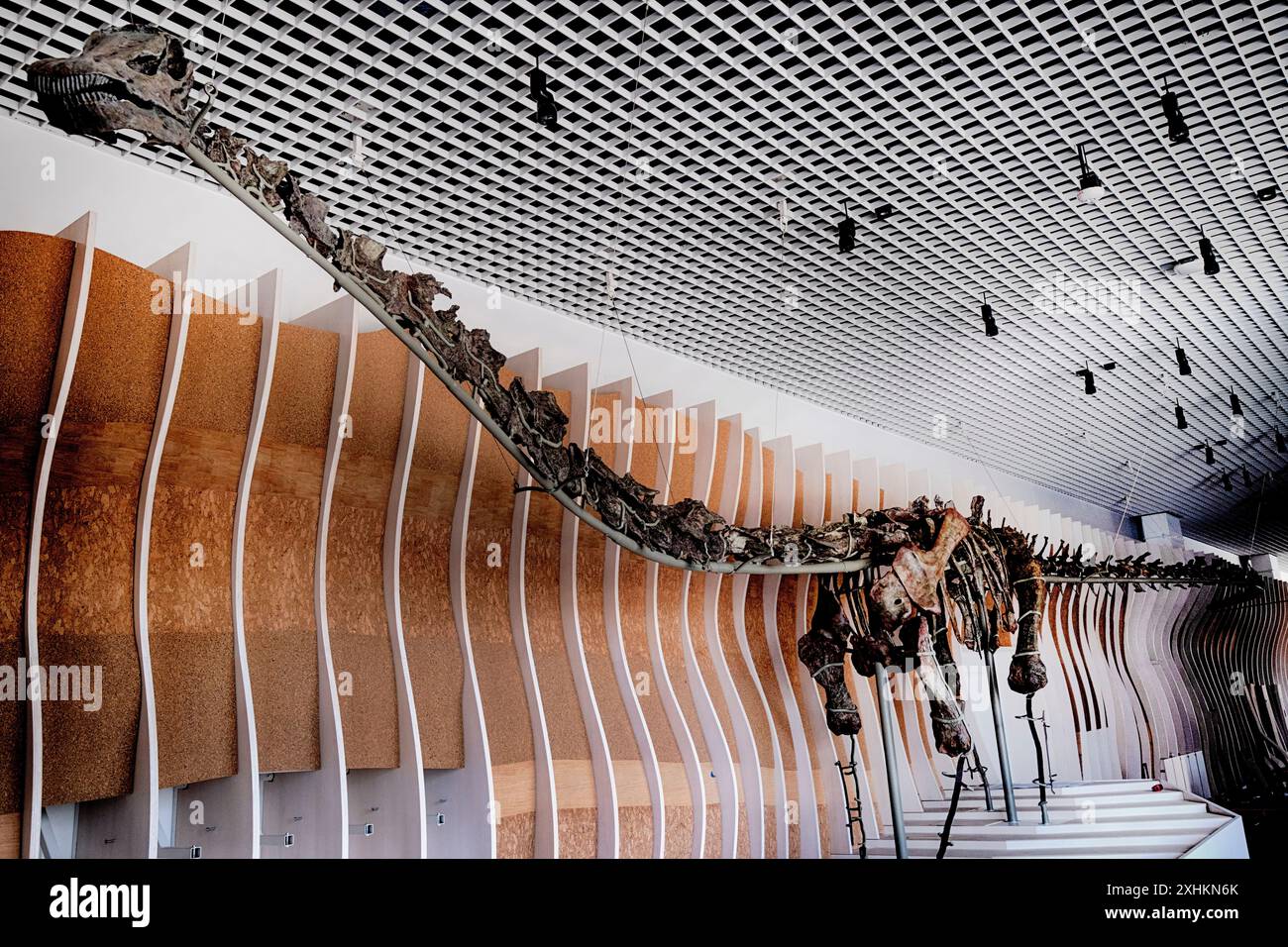 A 150 million year old dinosaur skeleton is displayed at the Natural ...