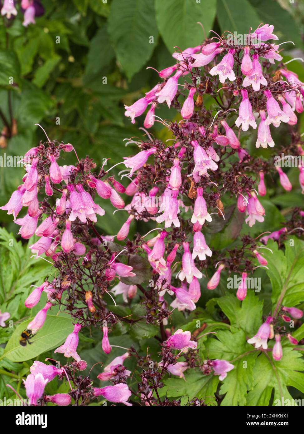 Summer flowers of the long blooming semi-evergreen pink flowered hardy ...