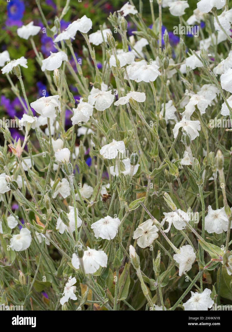 White summer flowers of the grey leaved hardy perennial, Lychnis ...