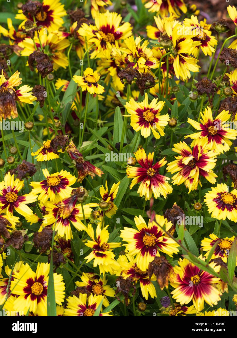 Red centred yellow flowers of the compact, long blooming hardy ...