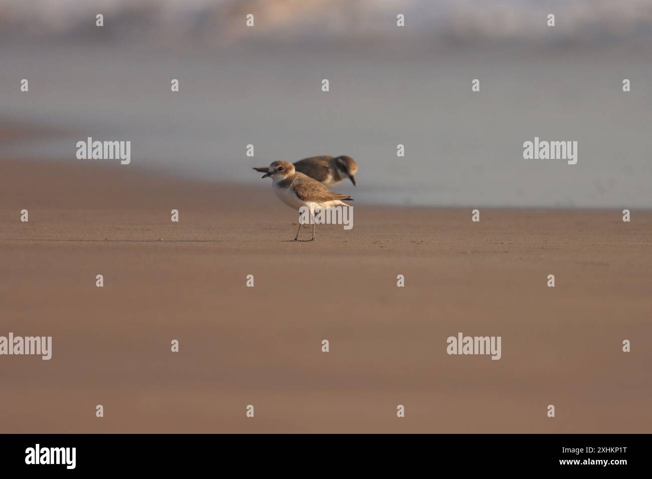 Cute birds on the beach hi-res stock photography and images - Alamy