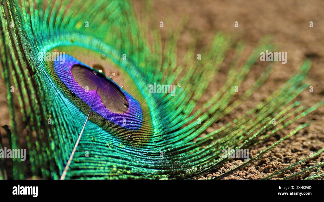 Feather closeup, Selective focus. Peacock feather isolated Stock Photo ...