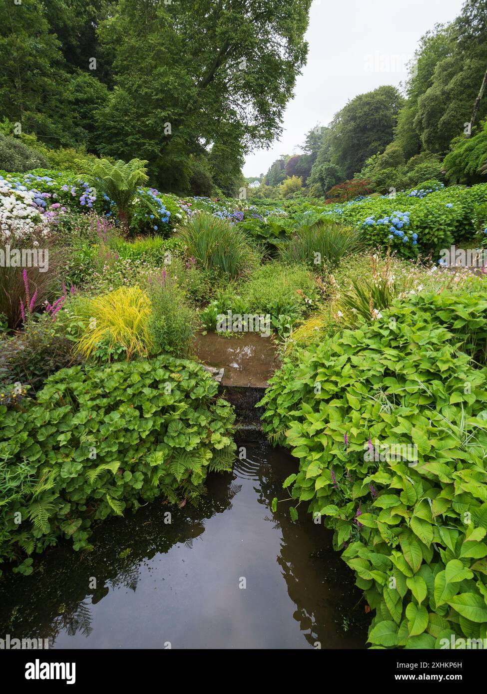 View up the stream in Trebah sub tropical gardens, Cornwall, UK with ...