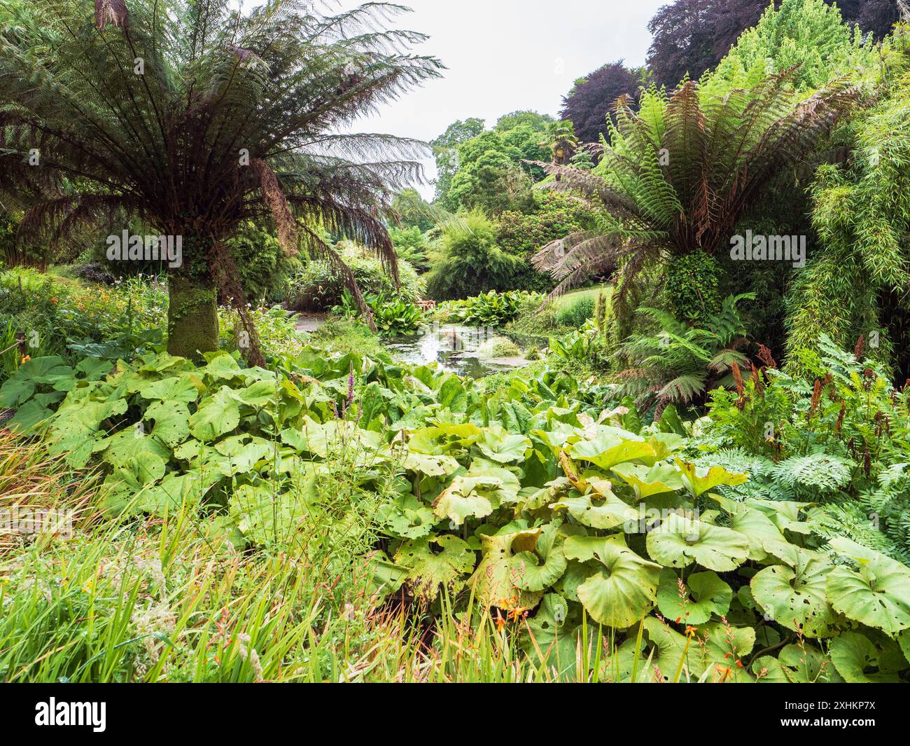 Trebah subtropical garden, Cornwall, UK, view over the Azolla pool ...