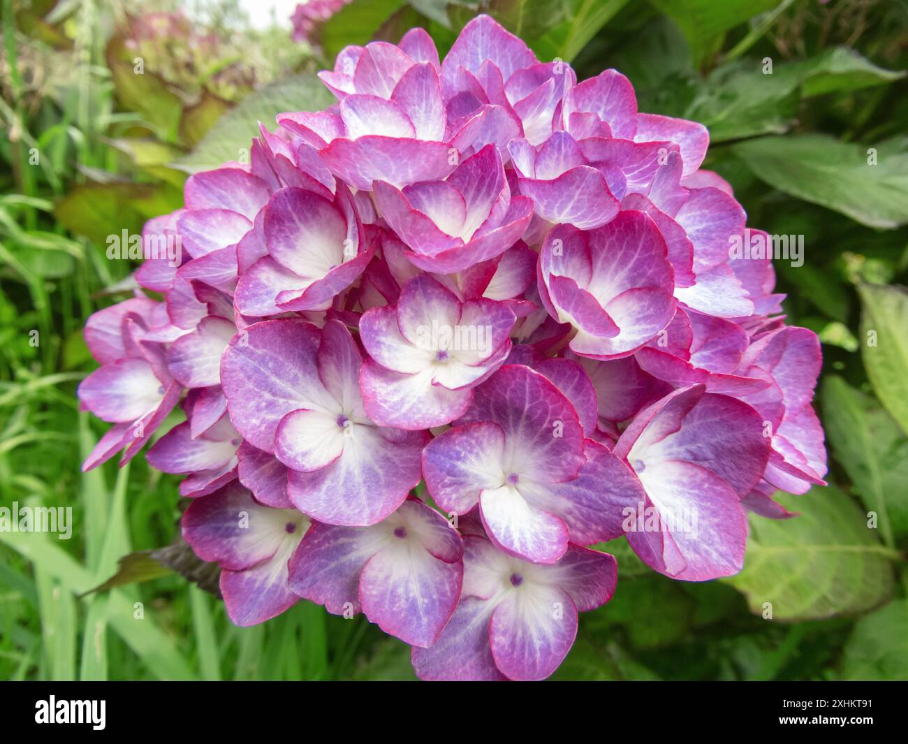 French hydrangea white flowers with purple margins. Hortensia flowering ...
