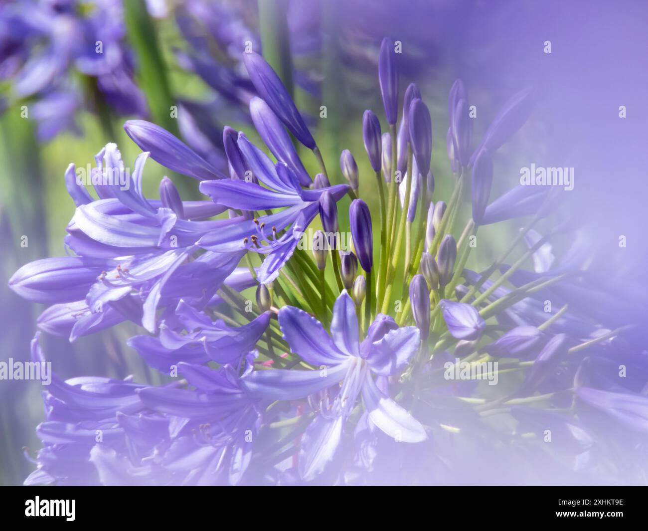 Agapanthus praecox purple flowers close-up with blurred foreground ...