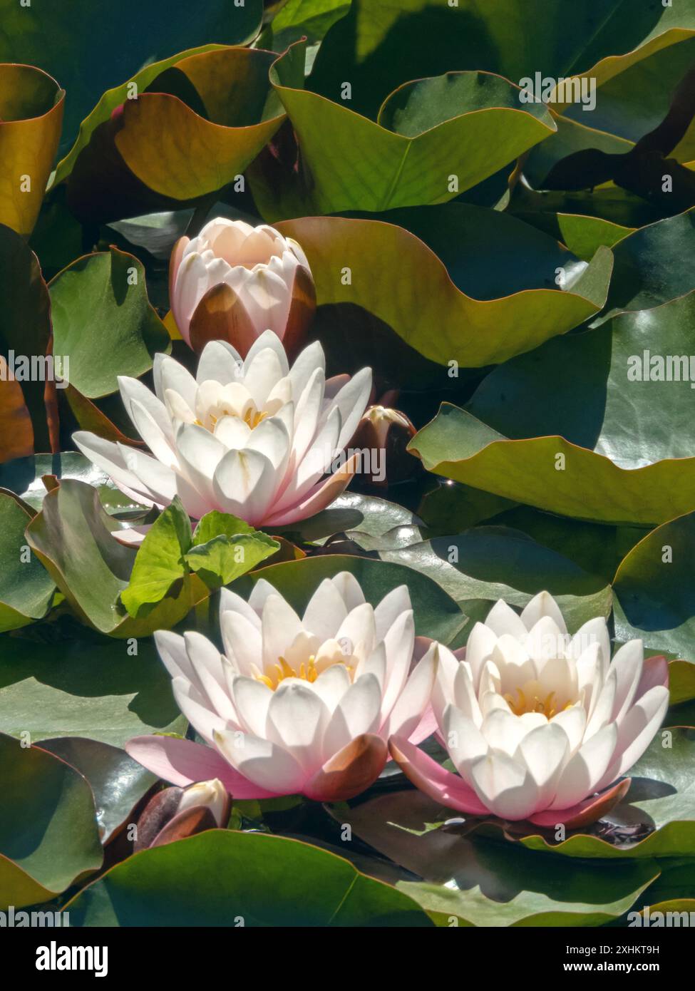 Bright pink water lily flower hi-res stock photography and images - Alamy