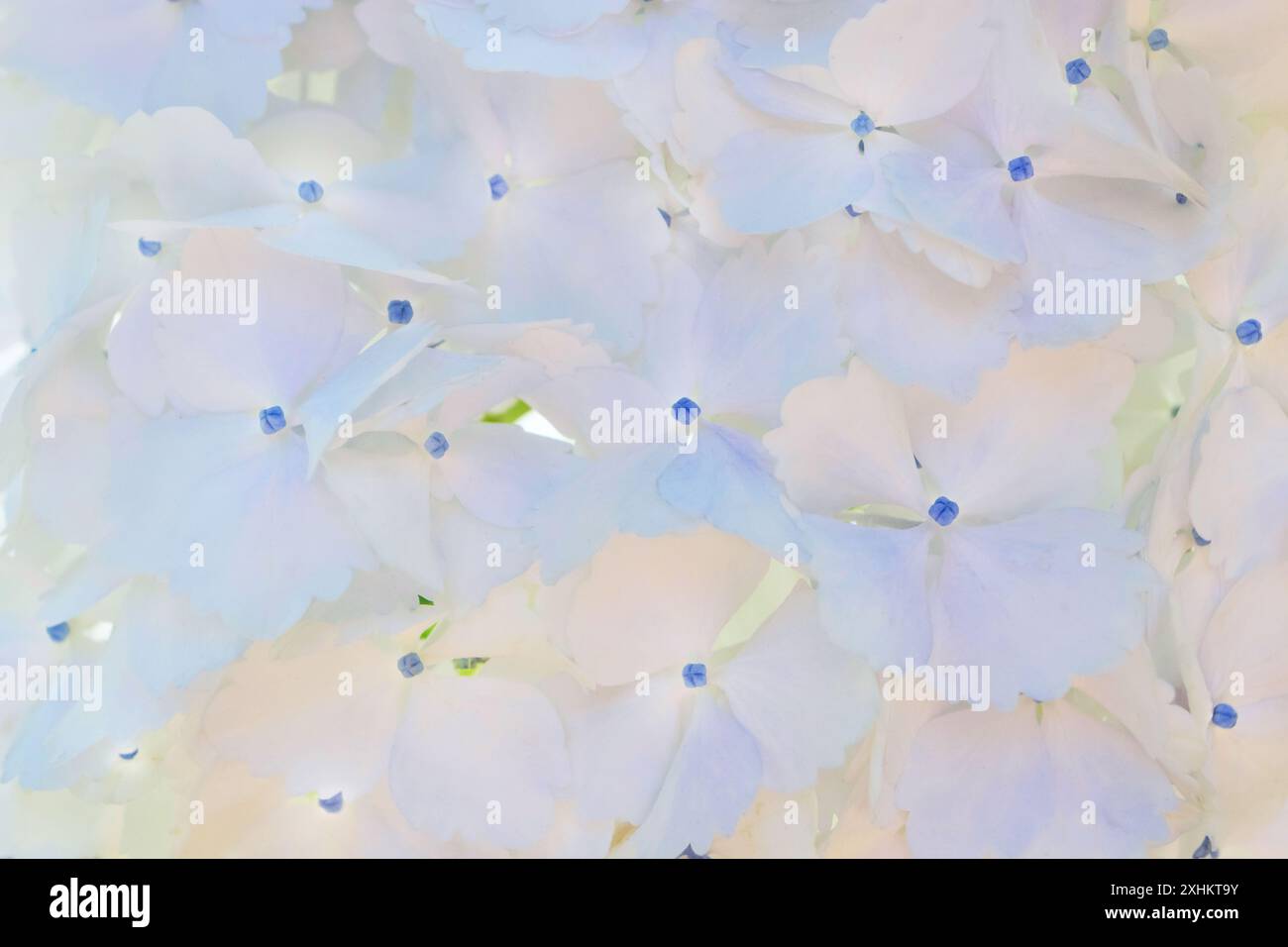 Hydrangea macrophylla white flower head close-up background. Hortensia ...