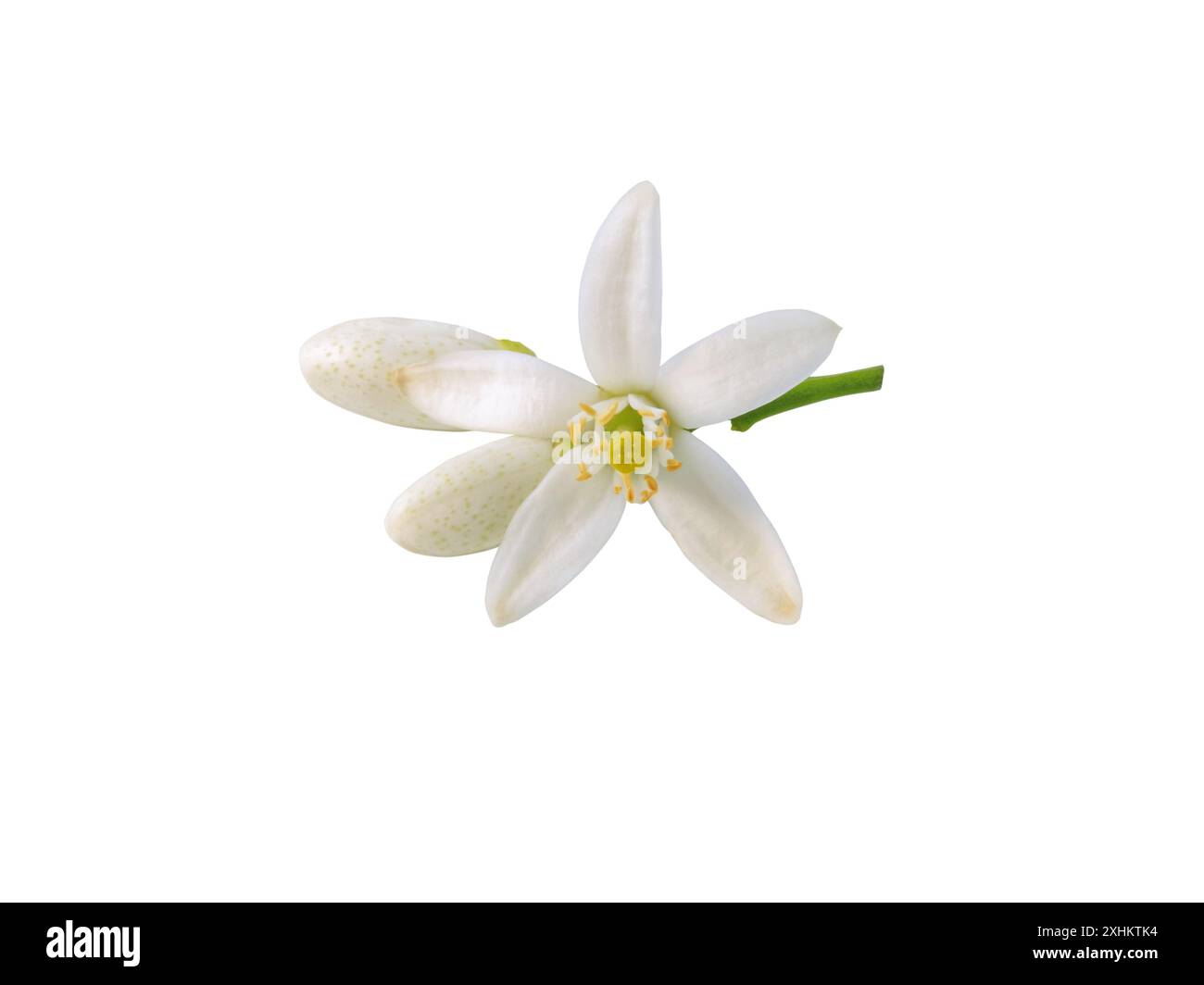 Citrus aurantium bigarade hi-res stock photography and images - Alamy