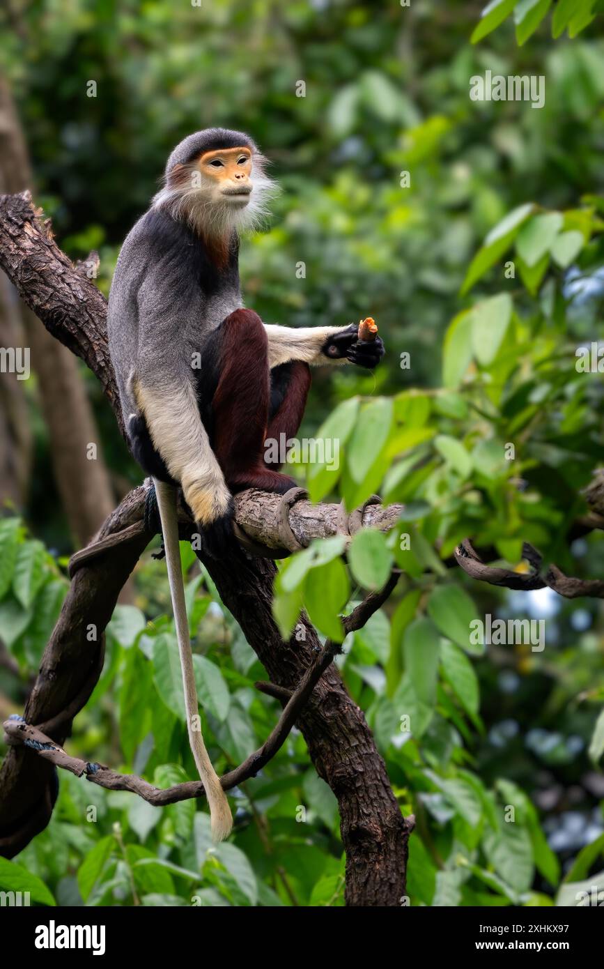 Oak Hawk-moth - Marumba quercus, beautiful large moth from woodlands ...