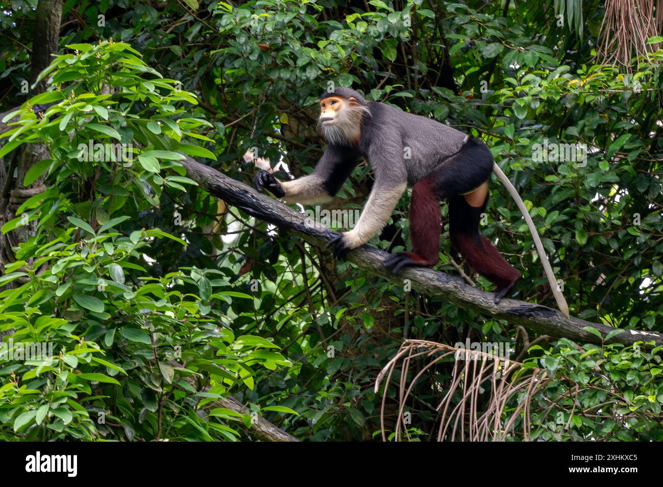 Oak Hawk-moth - Marumba quercus, beautiful large moth from woodlands ...