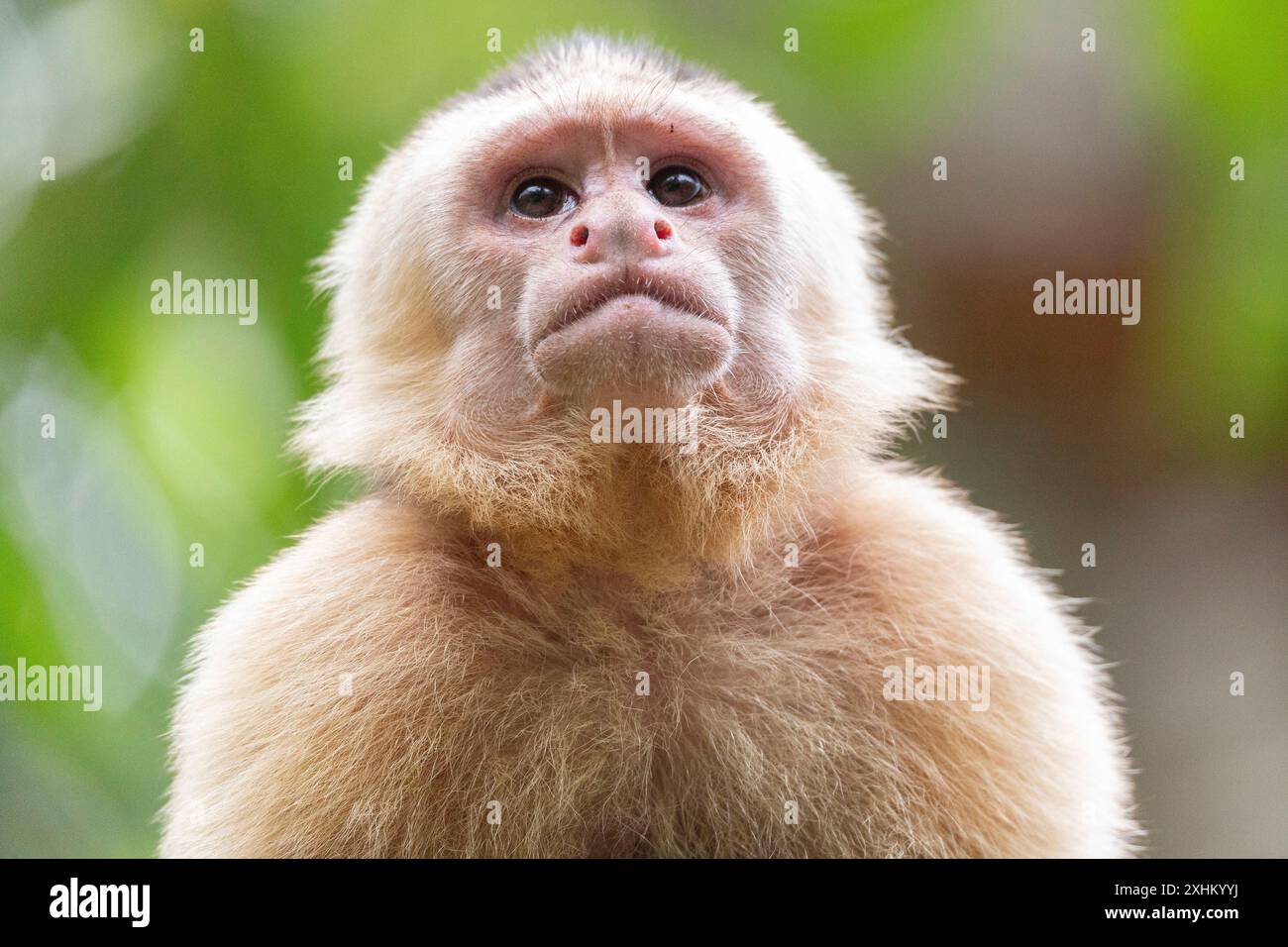 Costa Rica, Puntarenas province, Manuel Antonio national park, Sapajou ...