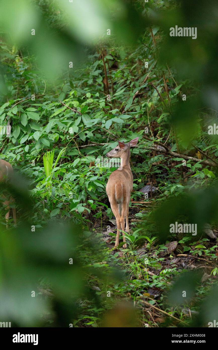 Costa Rica, Puntarenas Province, Manuel Antonio National Park, white ...