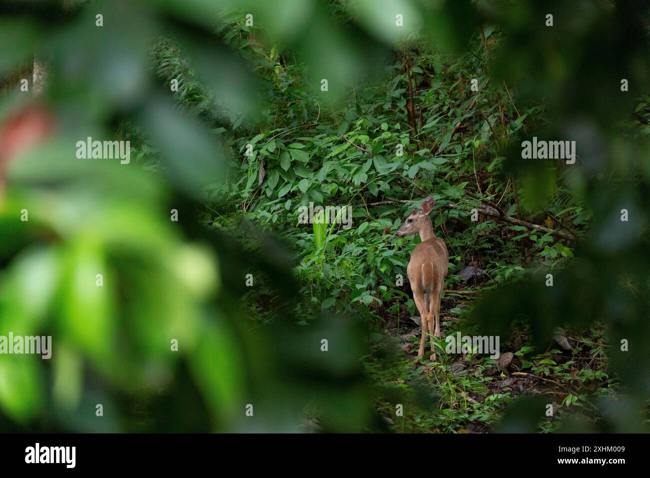 Costa Rica, Puntarenas Province, Manuel Antonio National Park, white ...