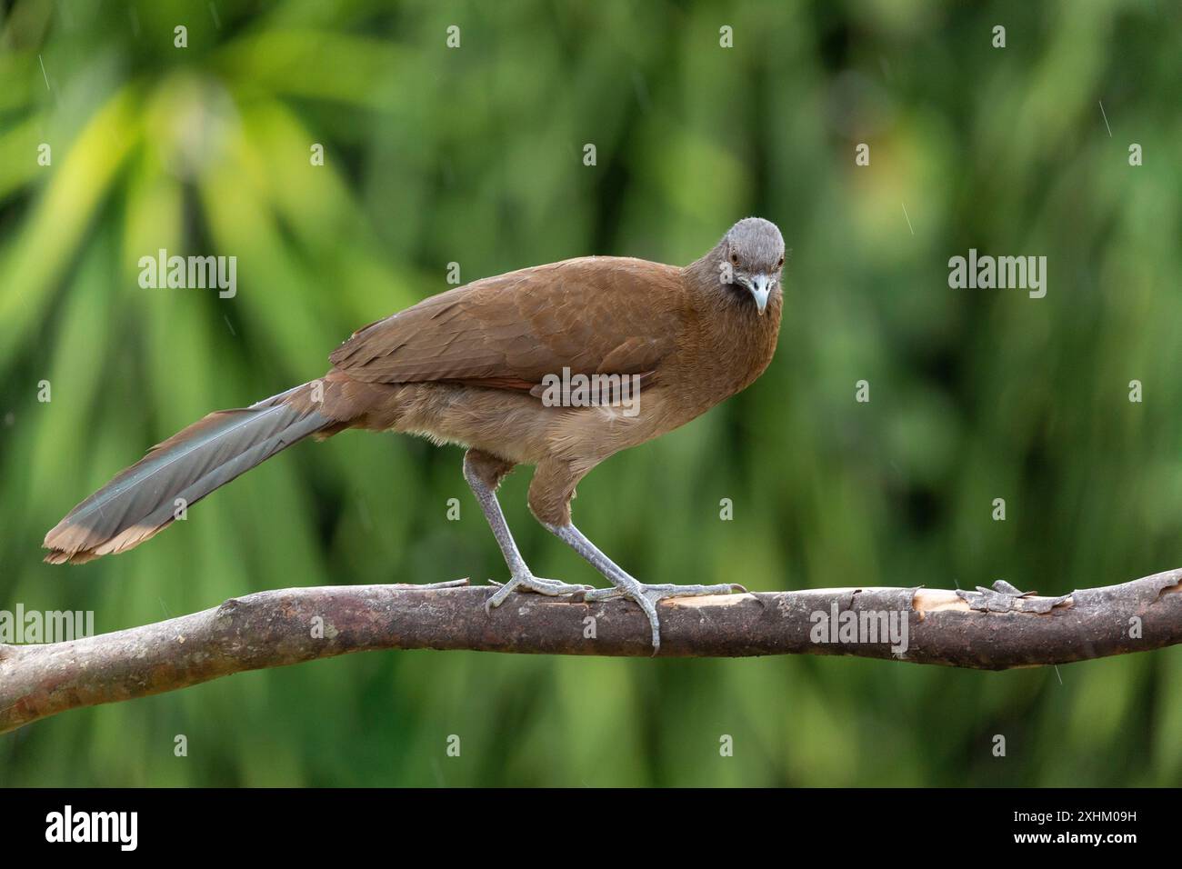 Costa Rica, Alajuela Province, Grey-headed Chachalaca (Ortalis ...