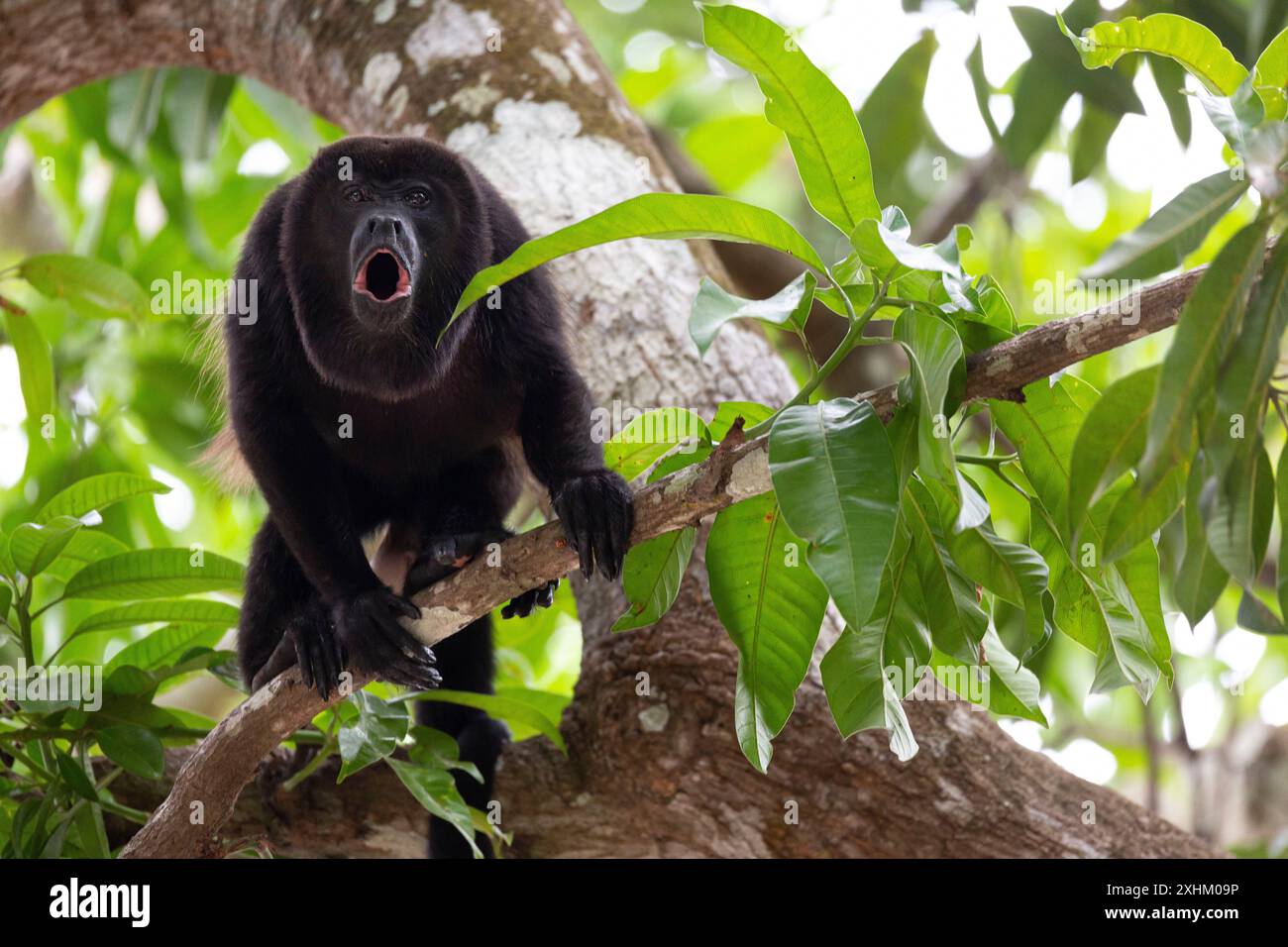 Costa Rica, Alajuela province, black howler monkey (Alouatta caraya ...