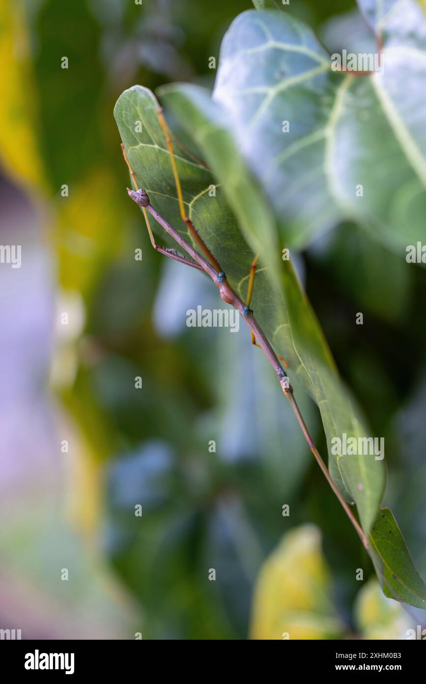 Costa Rica, Alajuela province, Tenorio volcano national park, stick ...