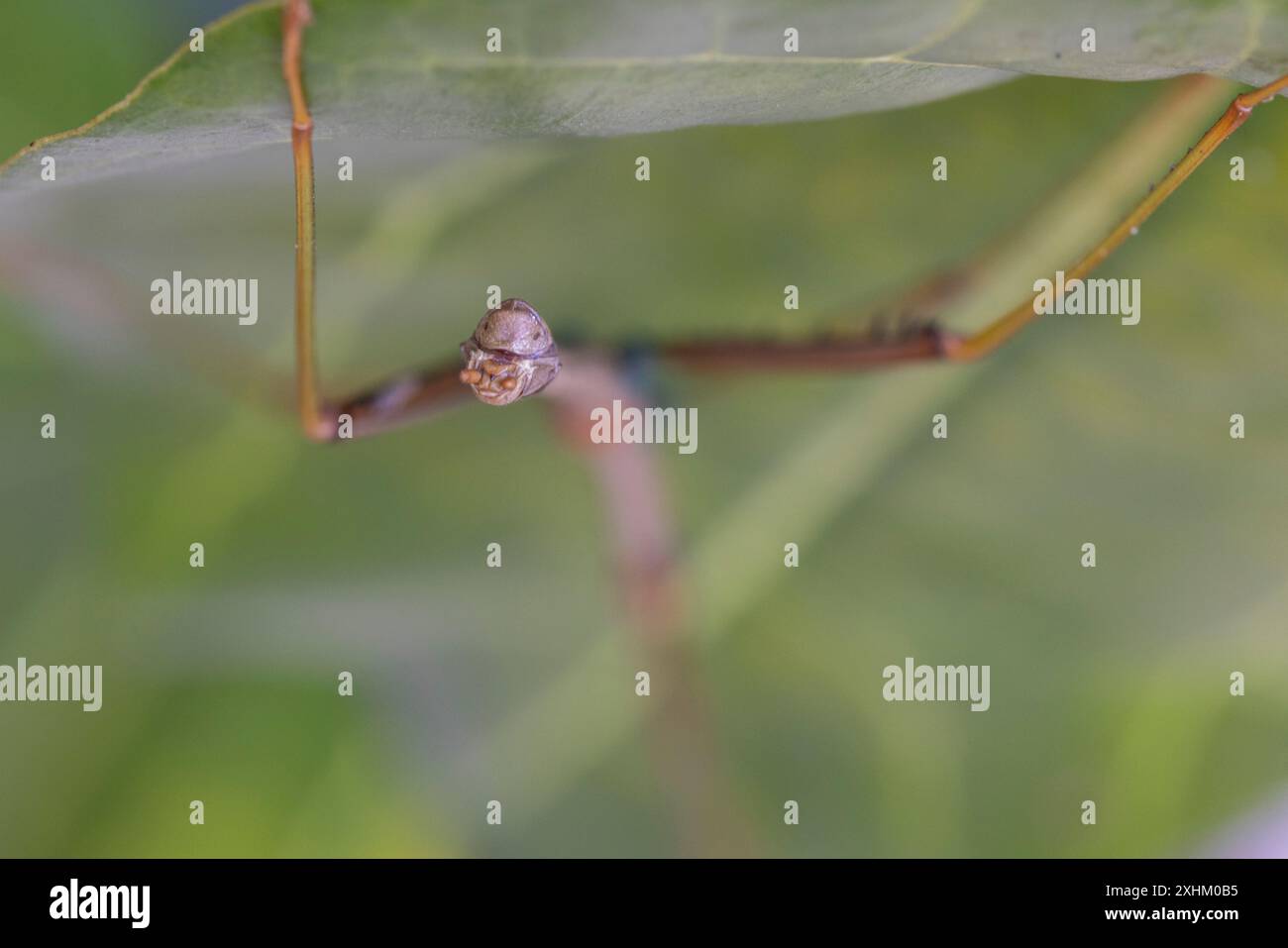 Costa Rica, Alajuela province, Tenorio volcano national park, stick ...