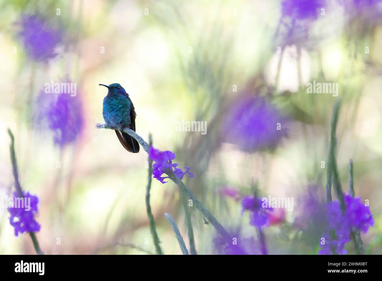 Costa Rica, Puntarenas province, Monteverde, Santa Elena, the Curi ...