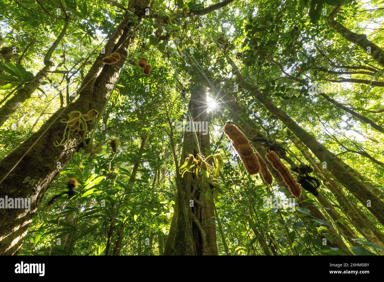 Costa Rica, Puntarenas province, Monteverde, Santa Elena, the Curi ...