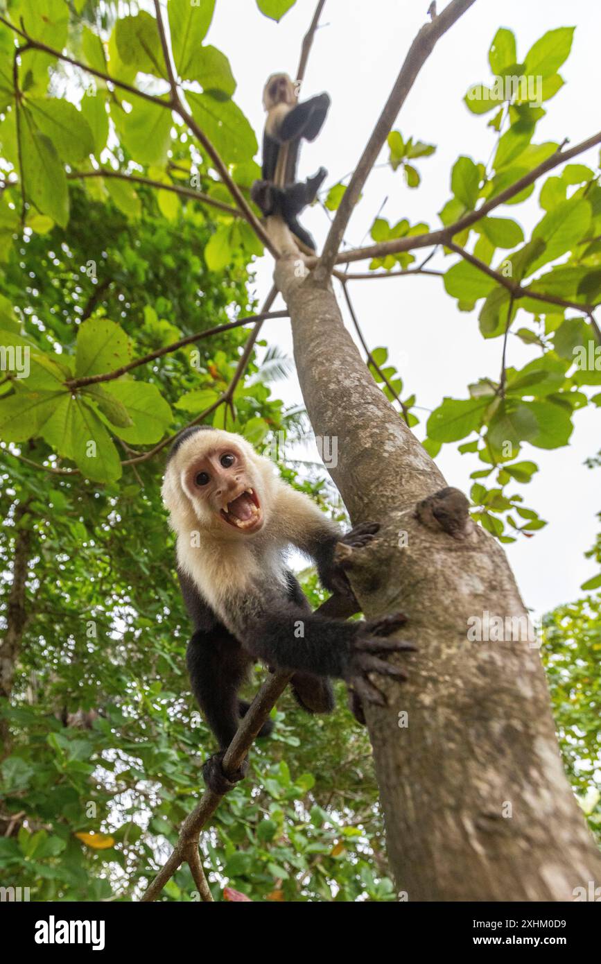 Costa Rica, Puntarenas province, Manuel Antonio national park, Sapajou ...