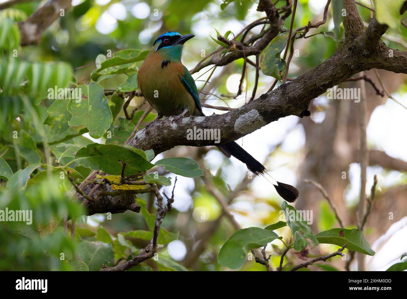Costa Rica, Puntarenas province, Monteverde, Santa Elena, the Curi ...