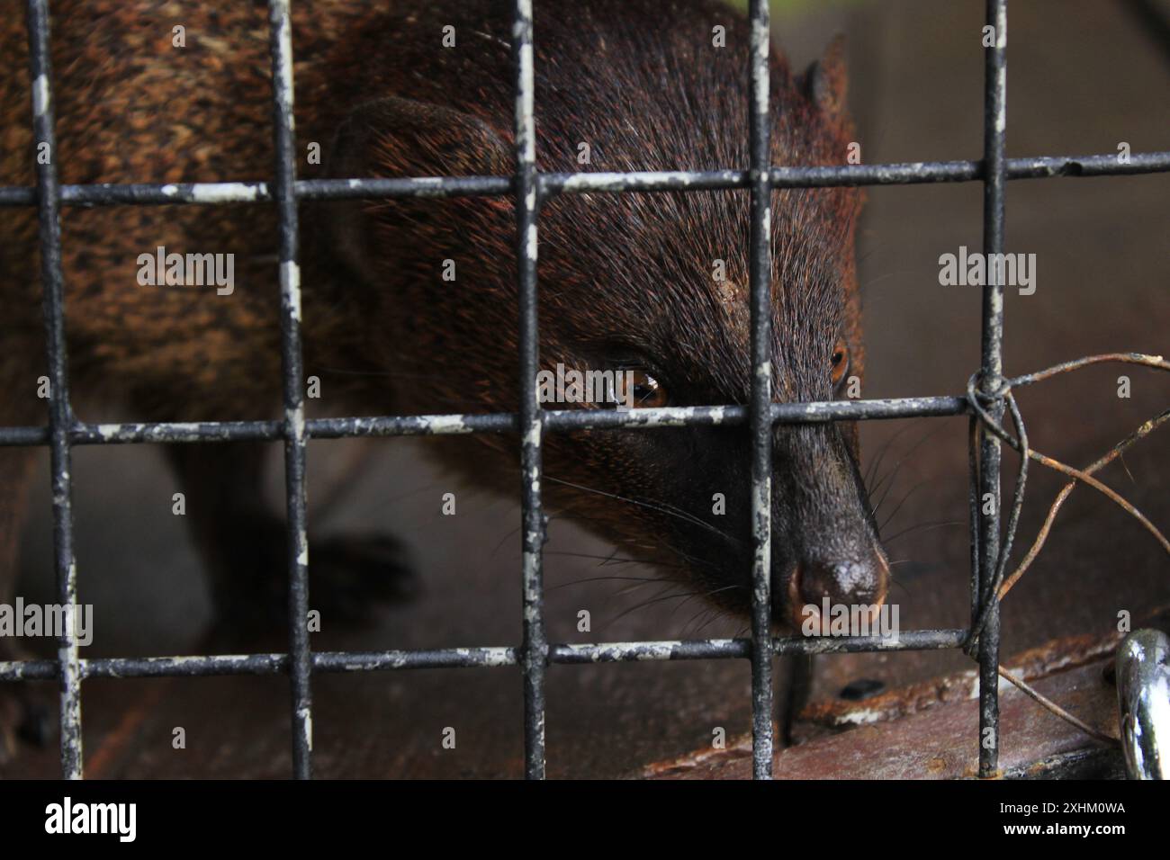 Javanese Karan animals in Malang Regency, East Java, Indonesia, are ...