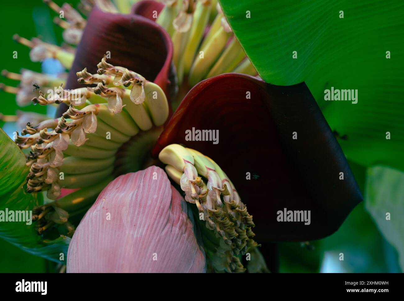 Banana blossom. Plant-based raw material for vegan fish and meat ...