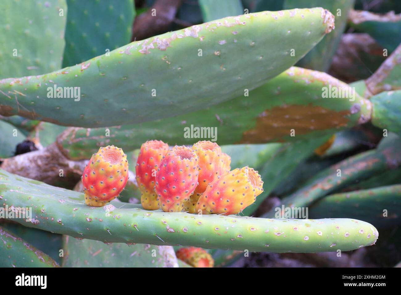 Prickly pear tree malta hi-res stock photography and images - Alamy