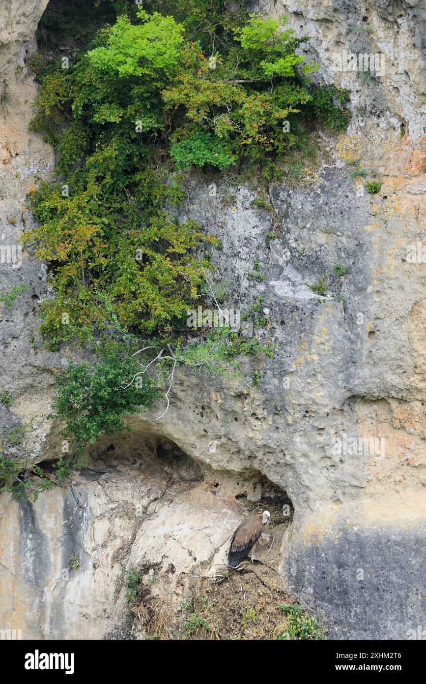 France, Lozere, Causse Mejean, Gorges de la Jonte, Black Vulture ...