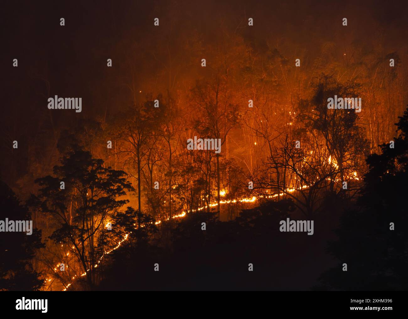 Tropical forest fires are negatively impact their ecological in seasonally dry tropical ...