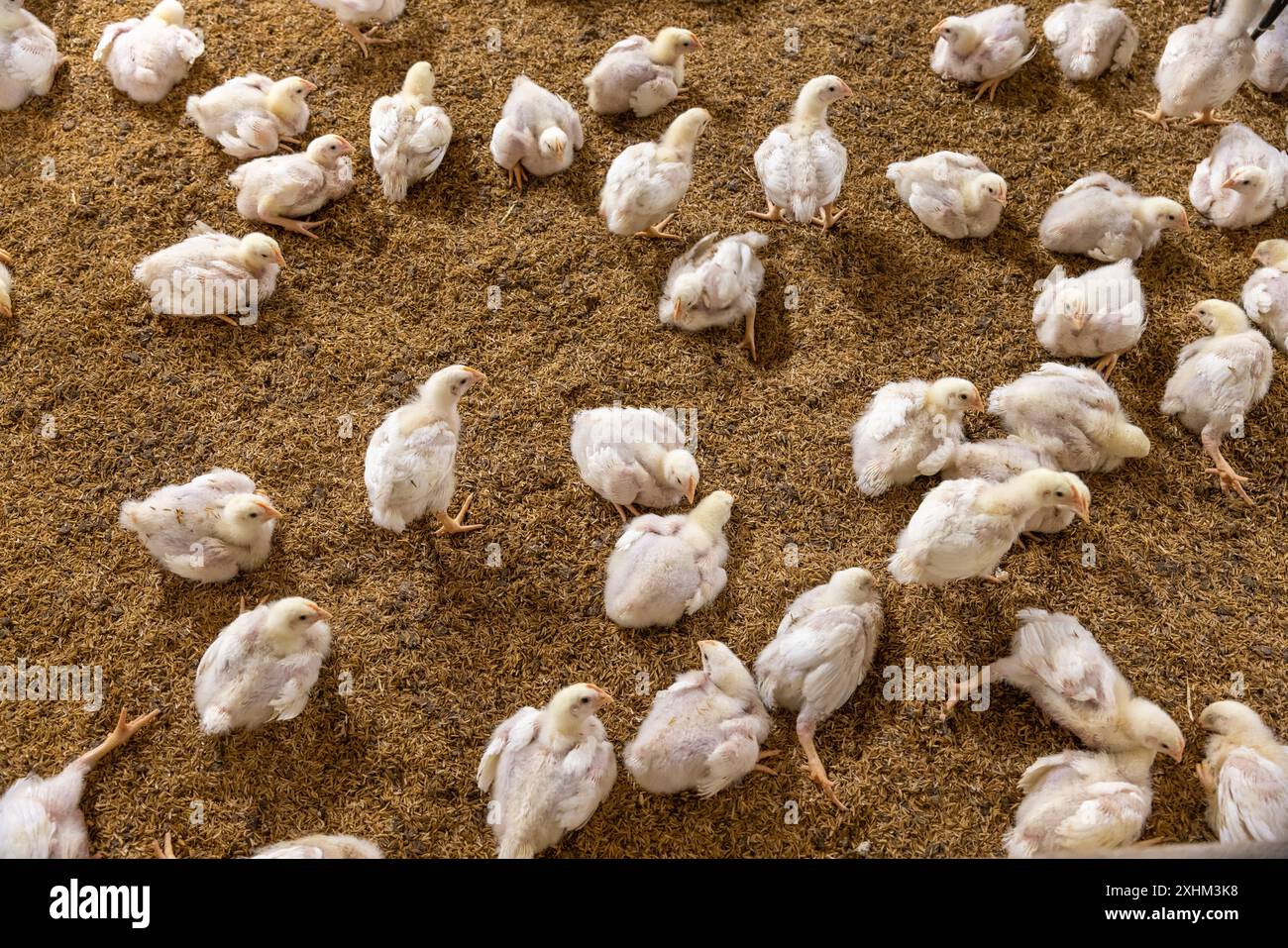 Chicken resting and relax in close farm, temperature and light control ...