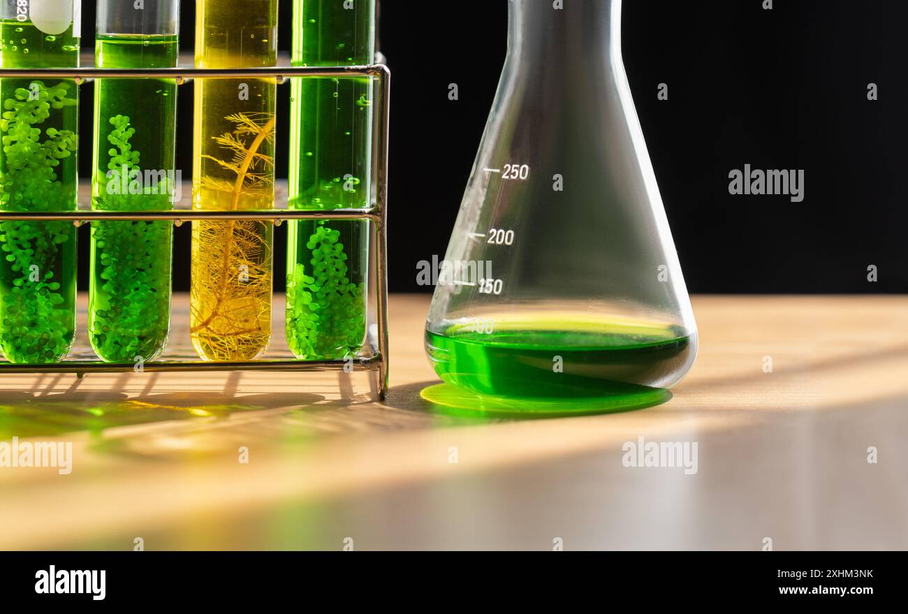 Algae fuel biofuel industry lab researching for alternative to fossil ...