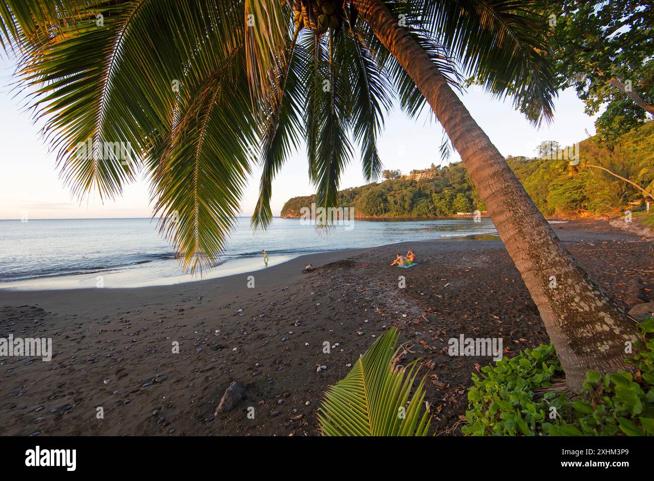 French Polynesia, Tahiti island, coconut tree leaning over the black ...
