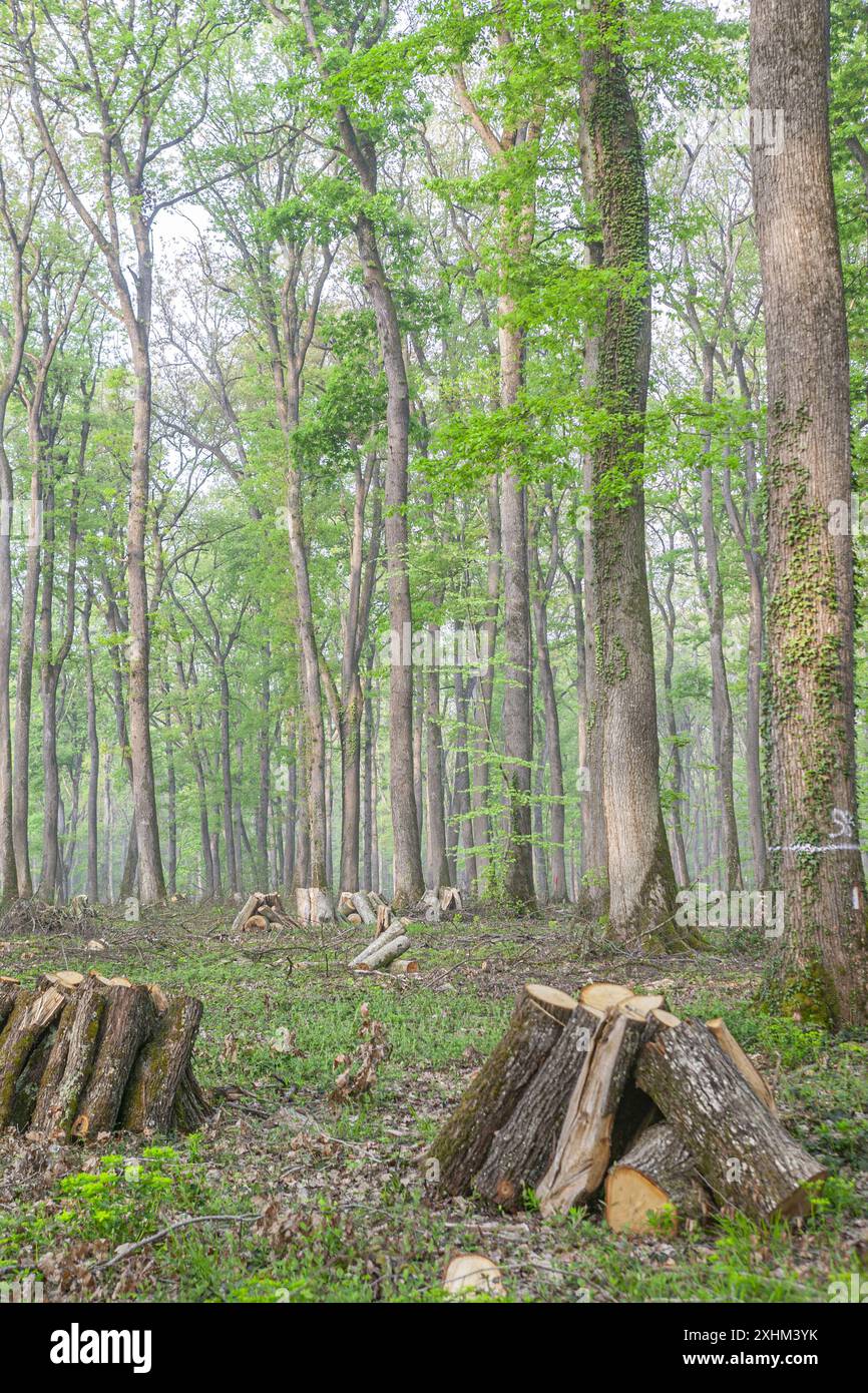 France allier sessile oak forest hi-res stock photography and images ...