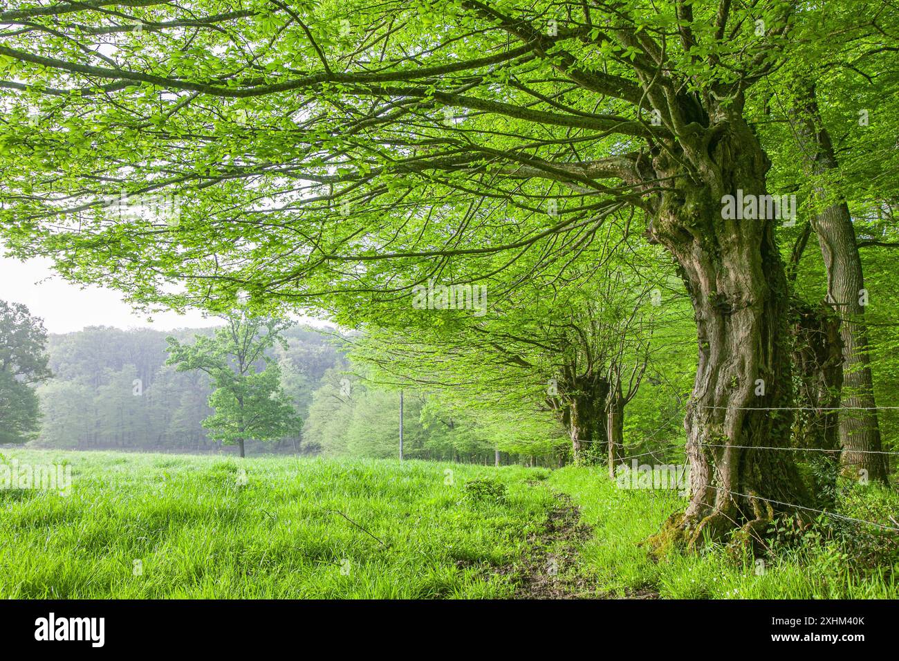 France, Allier, forest of Moladiers towards Moulins, common hornbeam ...