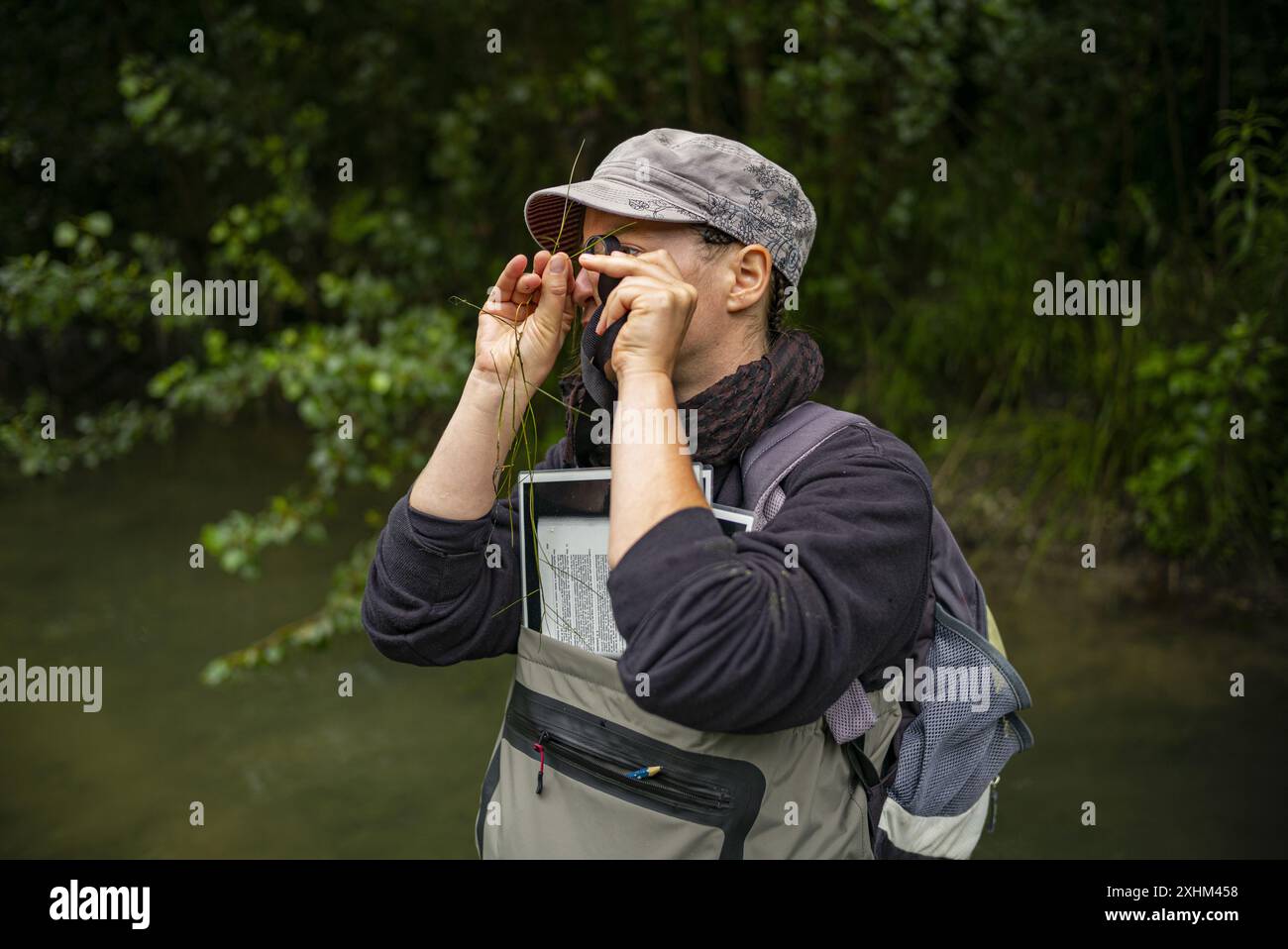 France, Bas Rhin, Strabourg, Rohrschollen nature reserve. Inventory of ...