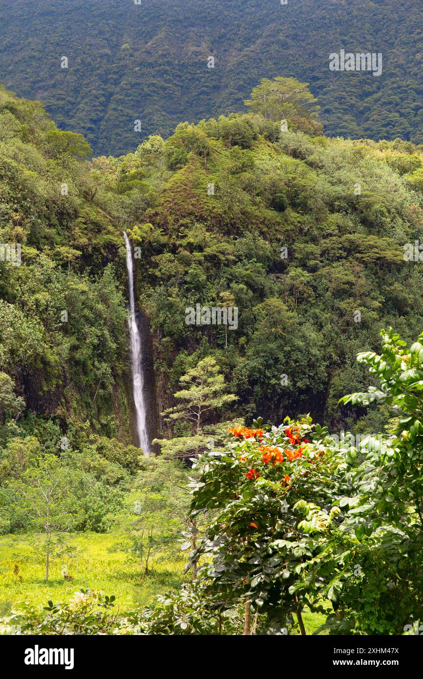 French Polynesia, Tahiti island, Papenoo valley, waterfall flowing in ...
