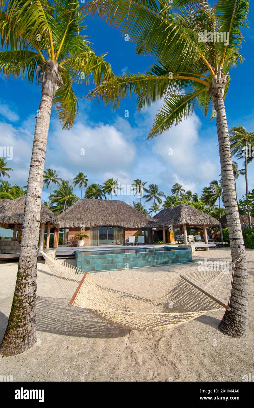 French Polynesia, Bora Bora island, hammock stretched between coconut ...