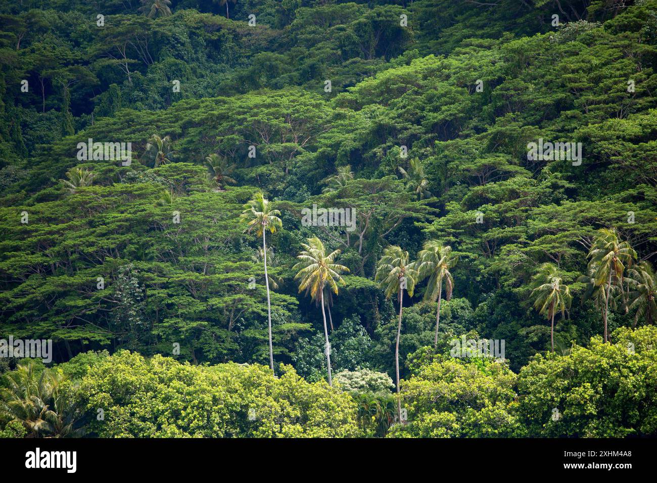 French Polynesia, Taha'a island, tropical forest made up of palm trees ...