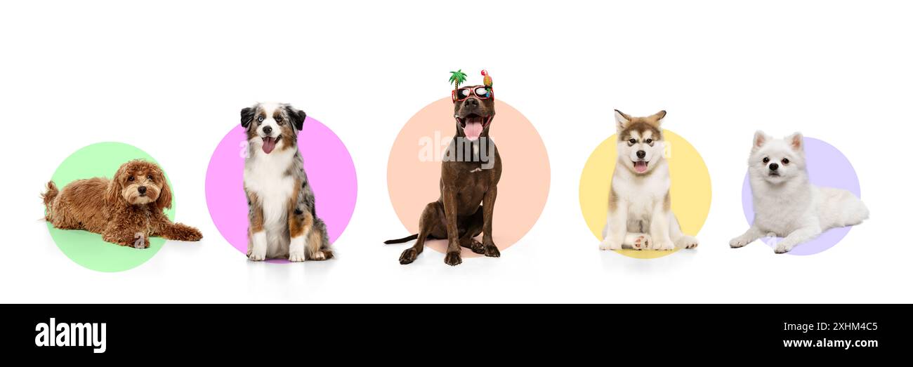 Banner. Maltipoo, husky, spitz, pitbull, Australian shepherd dogs ...
