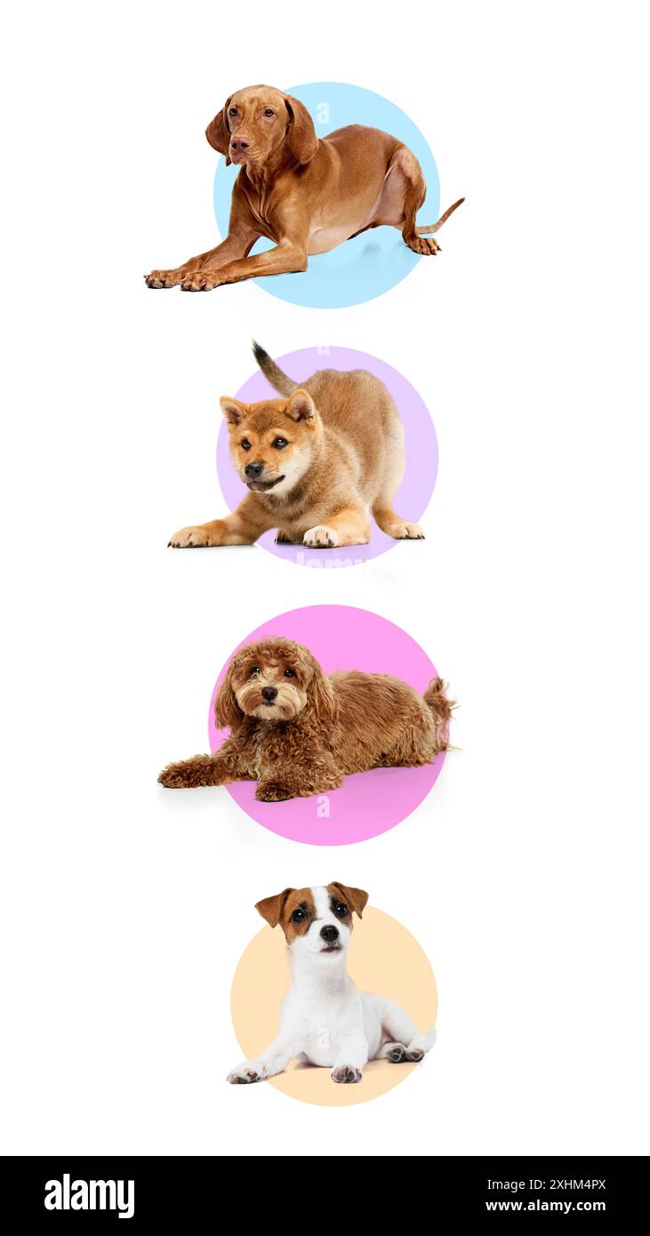 Vertical collage. Maltipoo, Jack russel, Akita Inu, weimaraner dogs ...