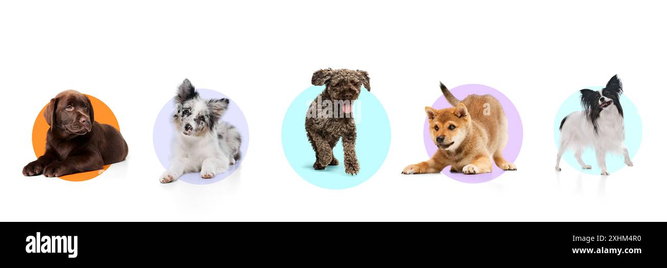 Banner. Labrador, Australian shepherd, Shiba Inu, Papillon and Poodle ...