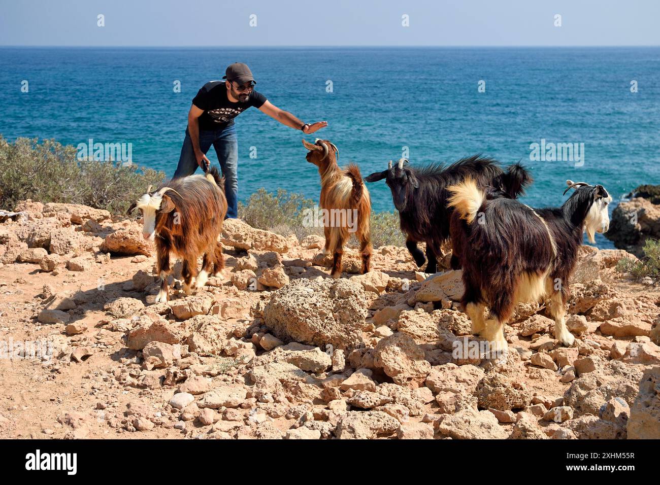 Sultanate of Oman, Ash Sharqiyah region, Bimmah, omani goats on the ...
