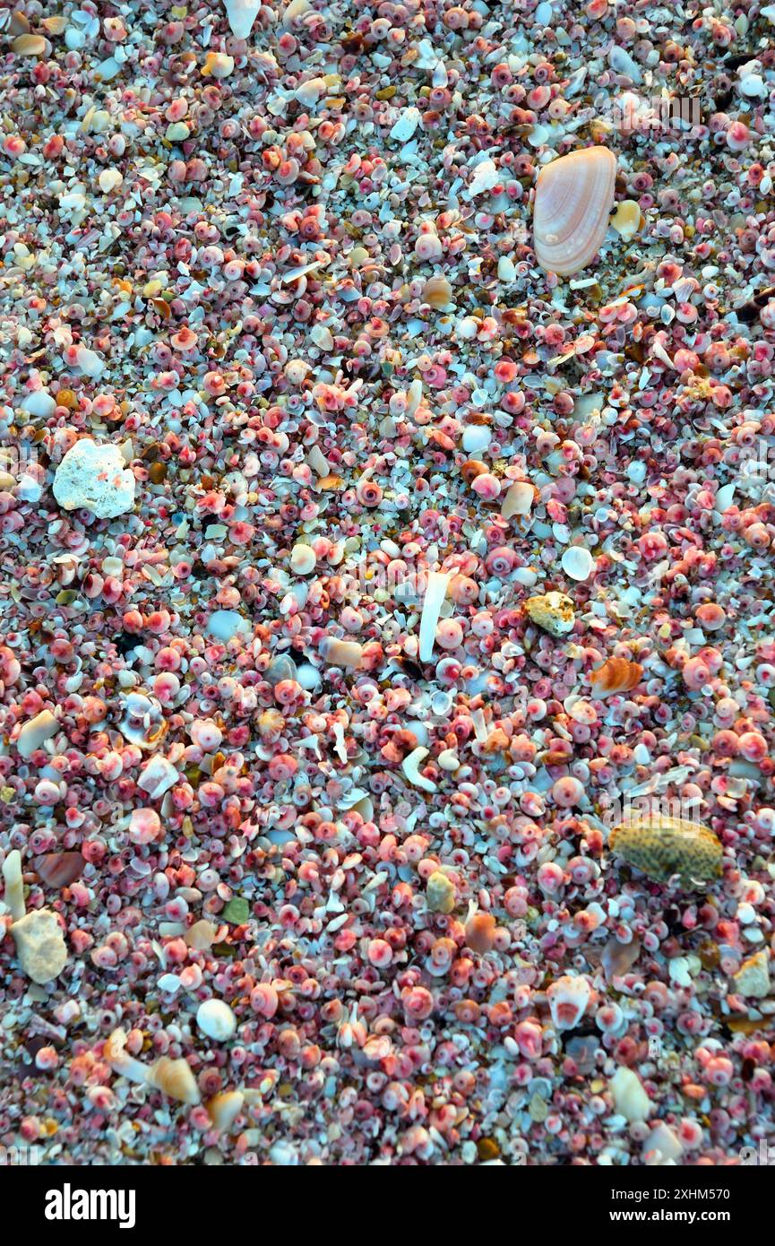 Sultanate of Oman, Ash Sharqiyah South Governorate, Ras al Hadd, beach ...