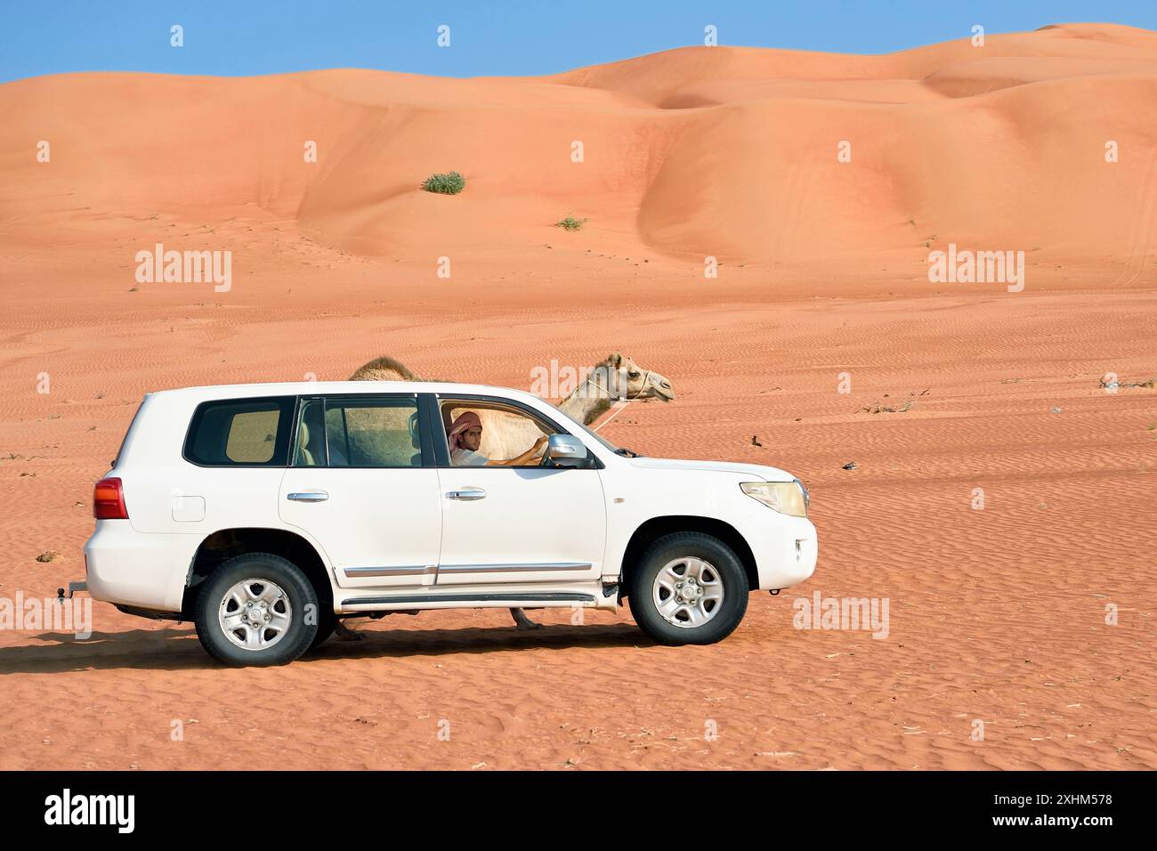 Sultanate of Oman, governorate of Ash Sharqiyah, desert of Wahiba Sands ...