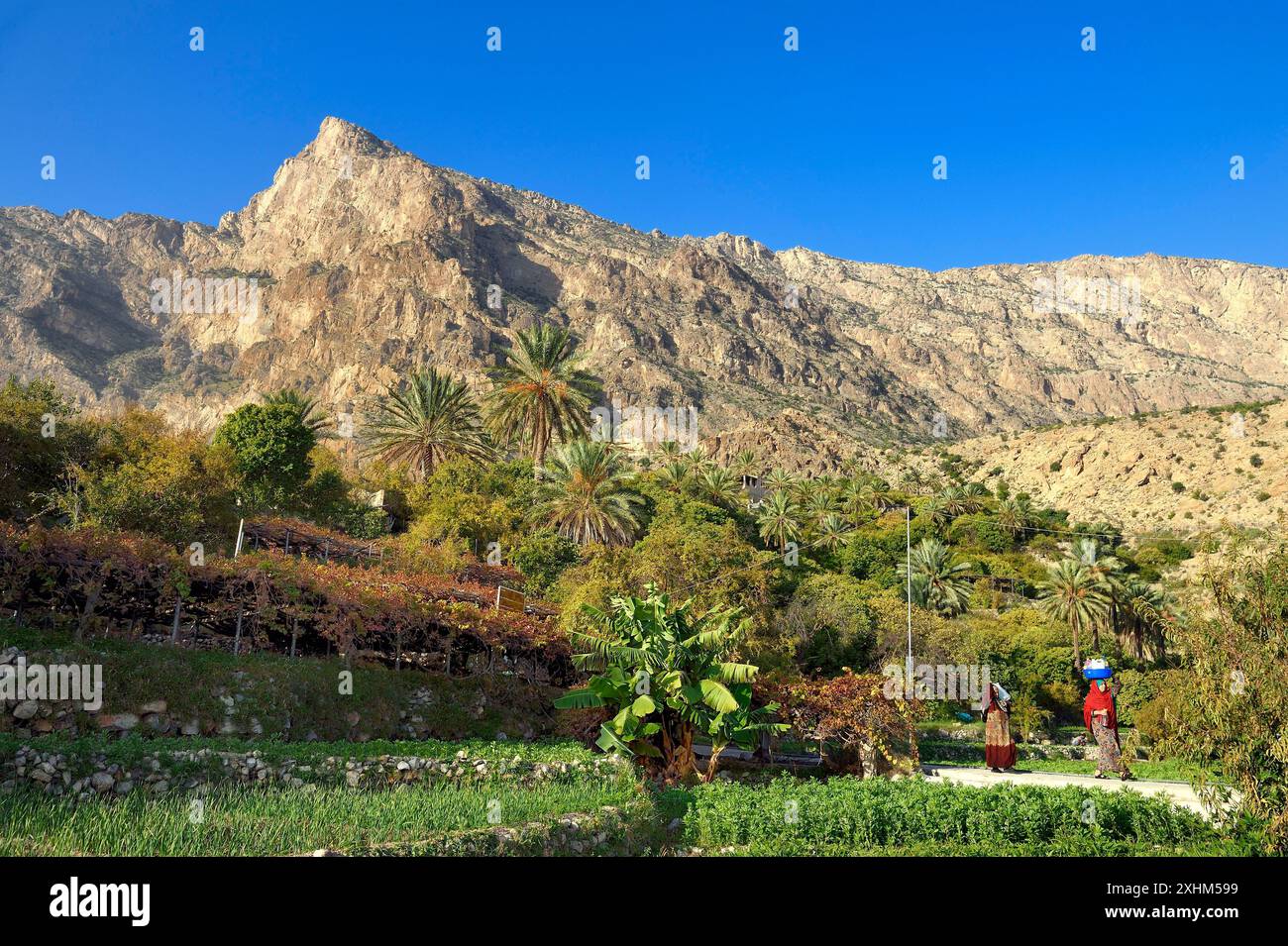 Sultanate of Oman, governorate of South Al-Batina, Western Hajar, Wadi ...
