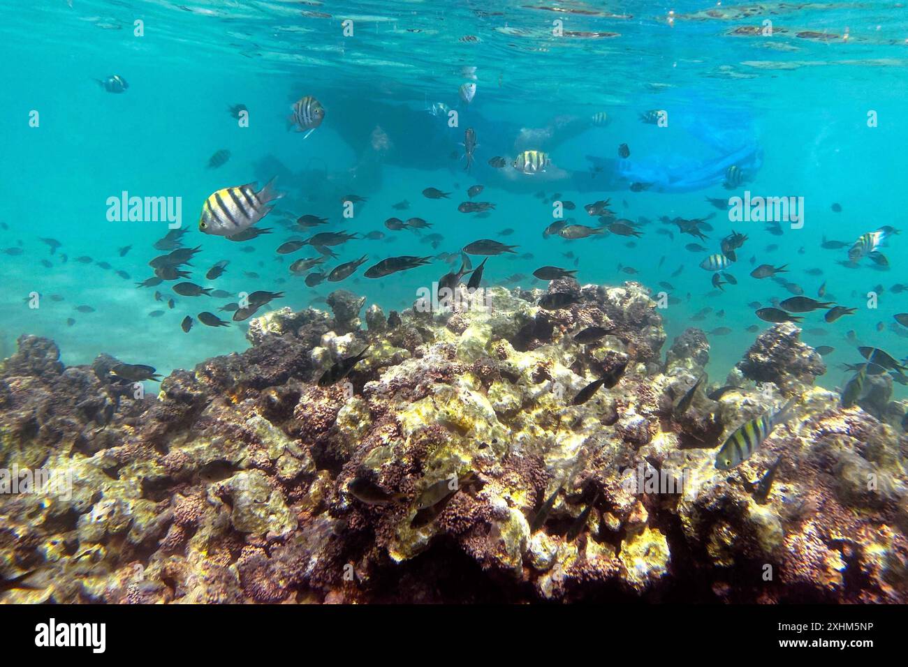 Sultanate of Oman, Governorate of Muscat, Nature Reserve of the ...