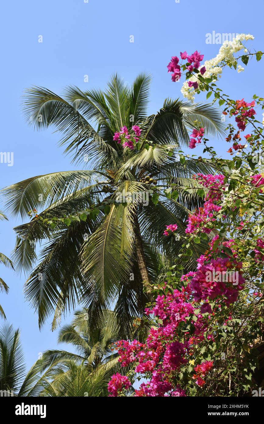 Palacio do deao quepem goa hi-res stock photography and images - Alamy